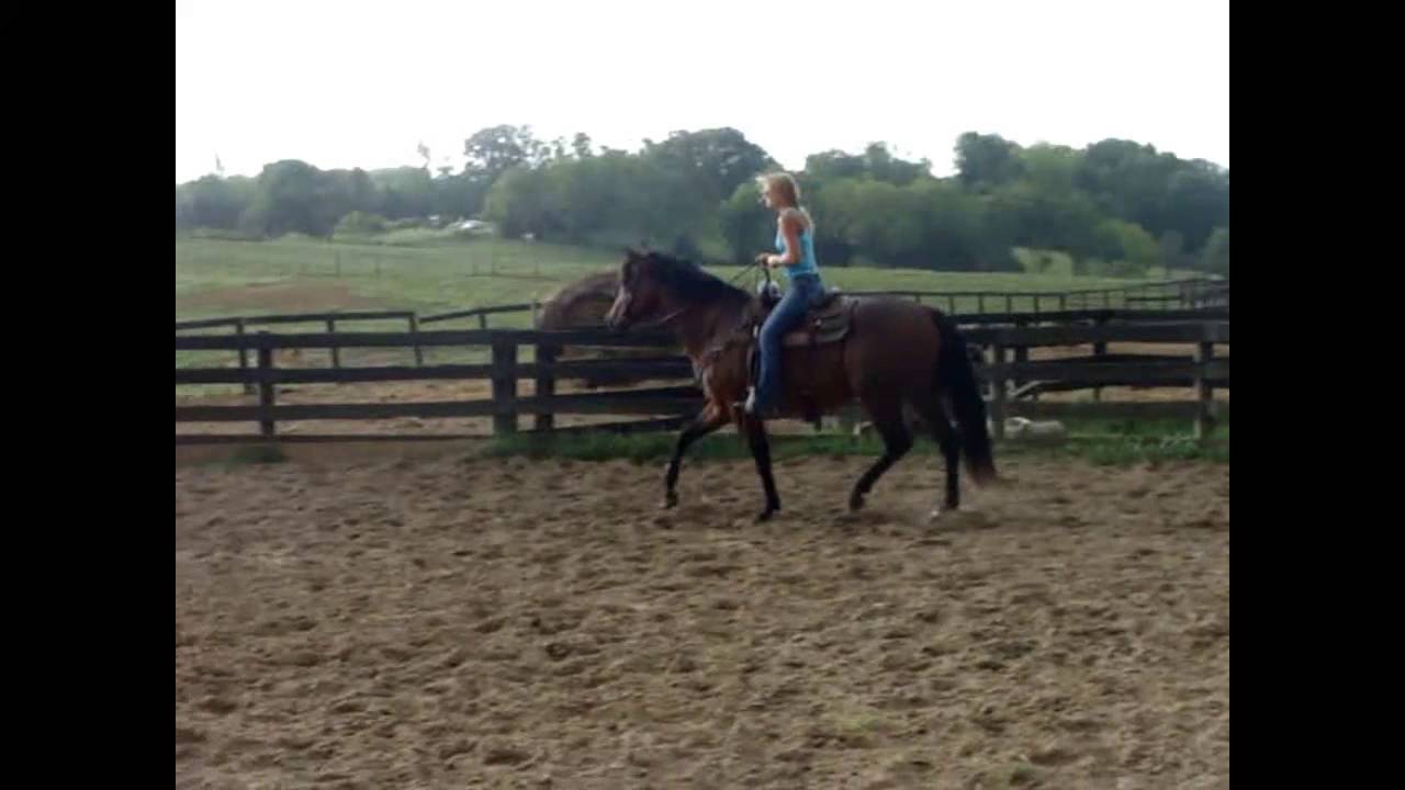 AQHA grandson of ARTFUL MOVE - YouTube