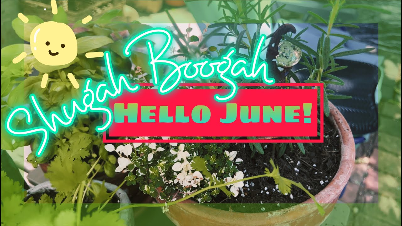 HELLO June! || Shugah Boogah - YouTube