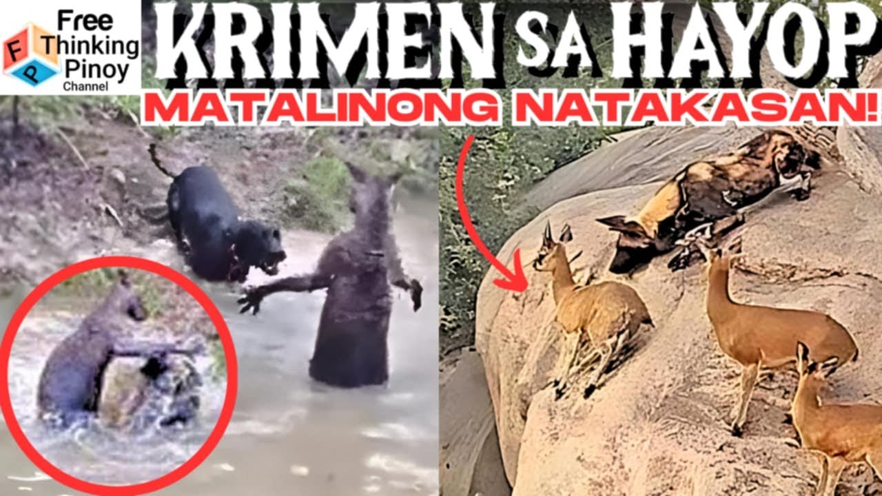 Henyong Hayop | Ganito Tumakas sa Kalaban - YouTube