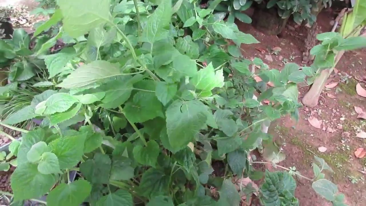 qhia tshuaj zoo kem dab tsog tsuag - YouTube