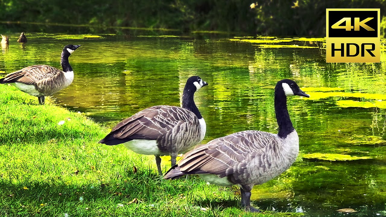 Ducks and Grass (HDR10+) HDR 4K Ultra HD Sample Footage // HDR10 Plus ...