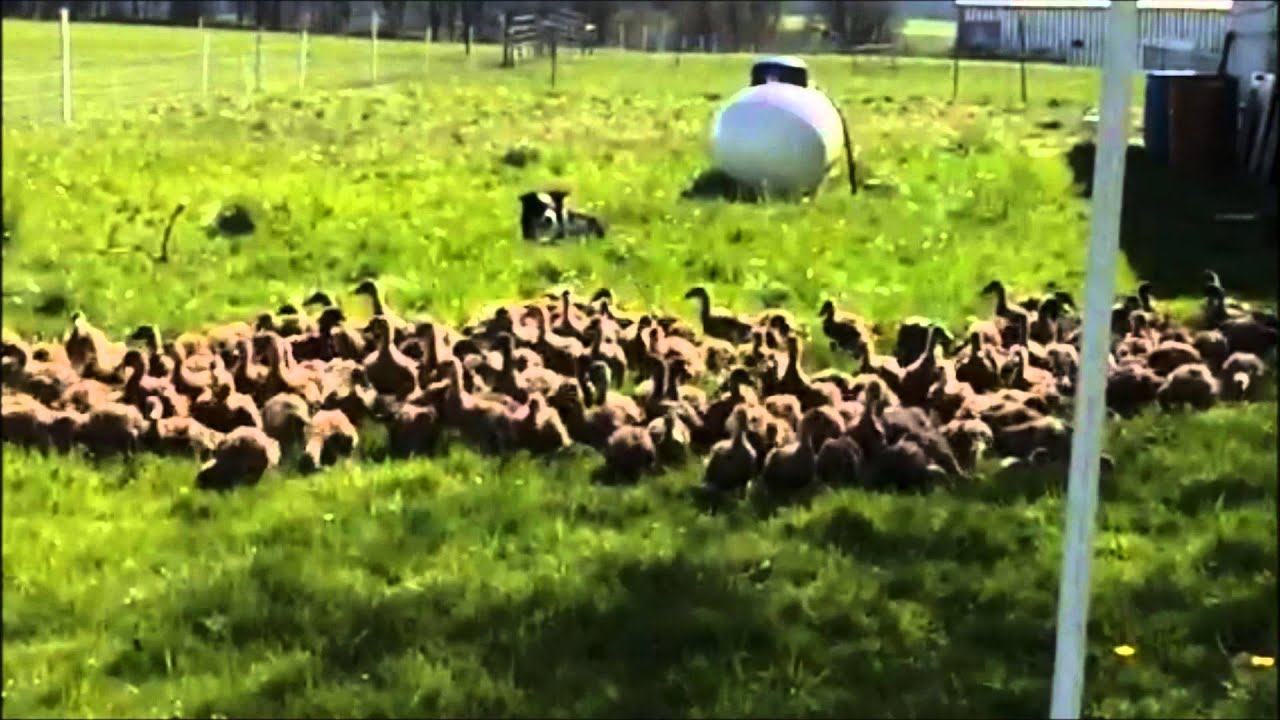 Ducks Clips for John Metzer 3-17 & 3-18-2015 - YouTube