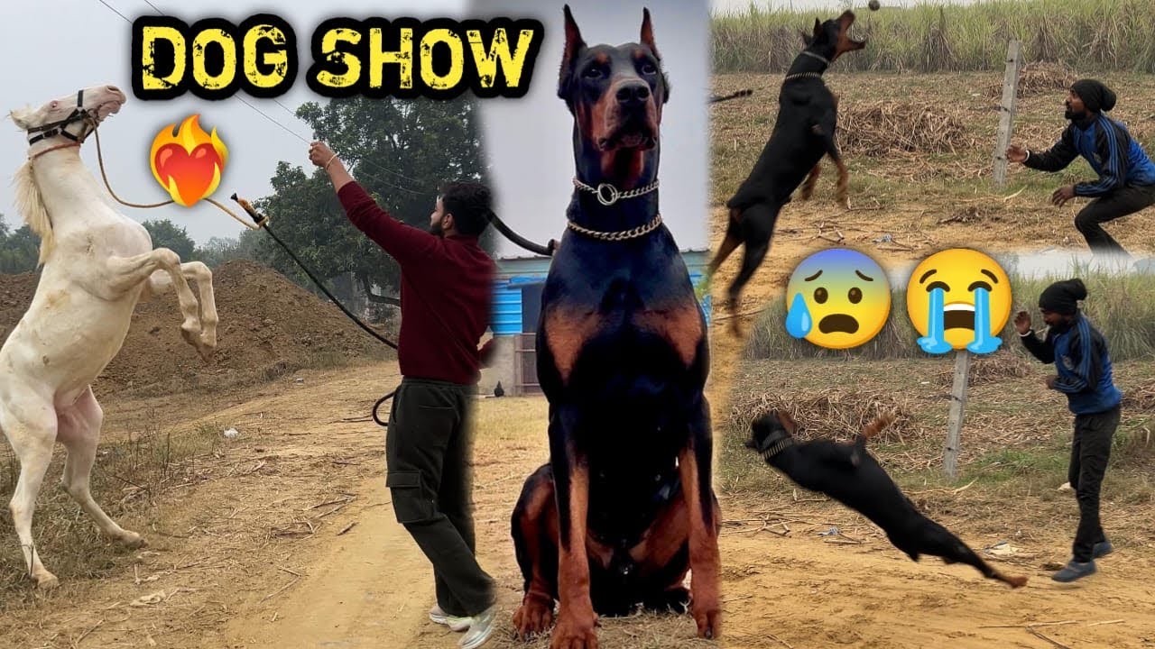 DAN The DOBERMAN Ko Hum Dog Show Mai Le Ja Rahe Hai 🔥😍TRAINING Mai Buri ...