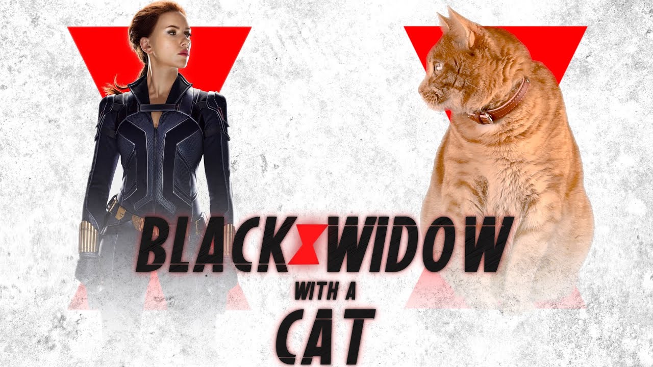 Black Widow - with a cat - YouTube