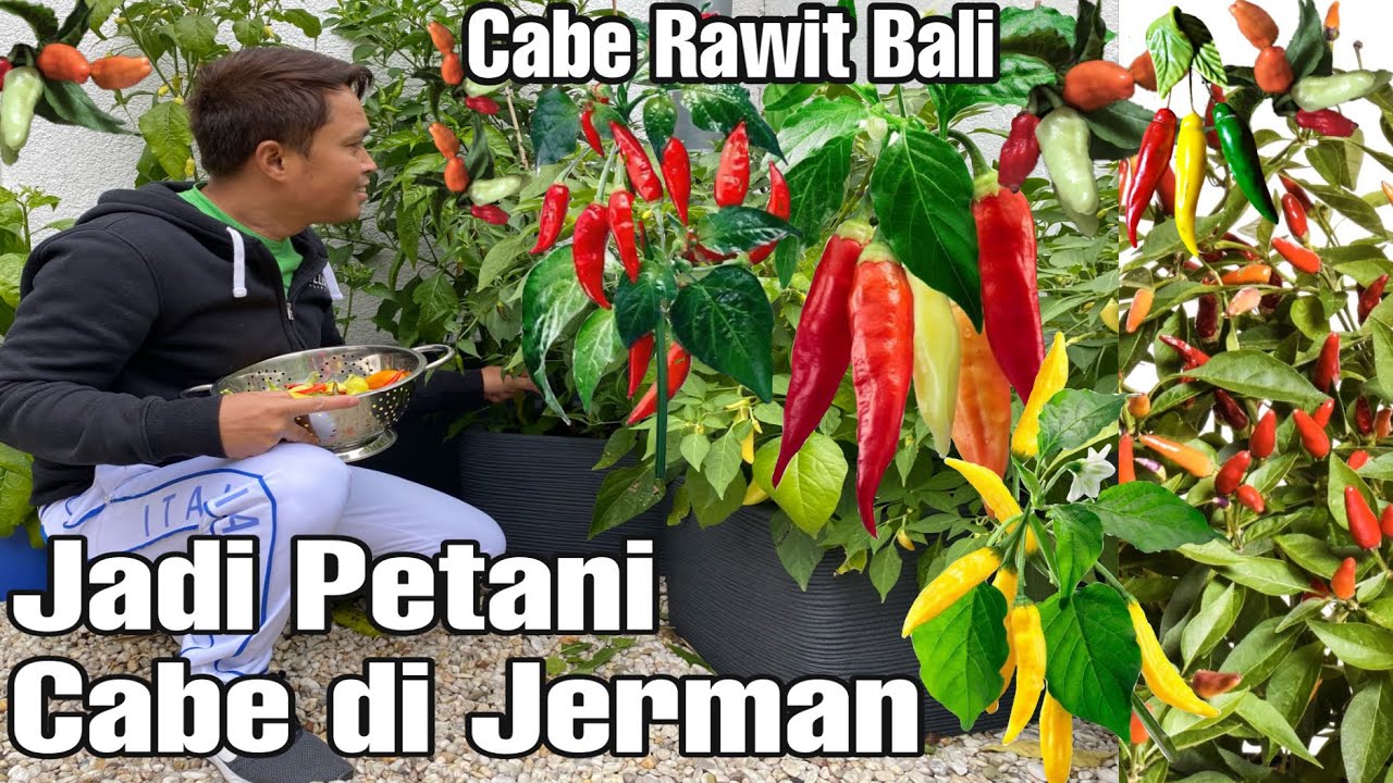 SUKSES JADI PETANI CABAI DI JERMAN | PANEN CABE RAWIT DI HALAMAN RUMAH ...