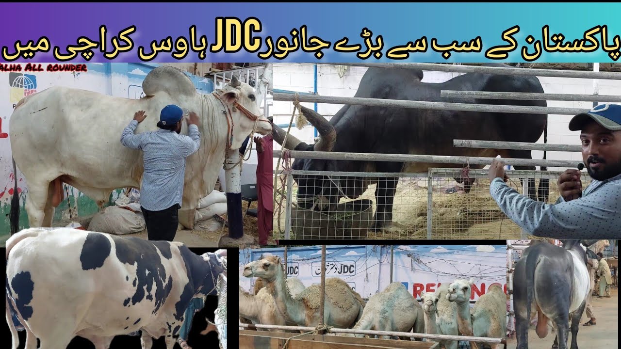 Pakistan Biggest Sibbi Bull | Pakistan Biggest Chand Bull | Karachi ...