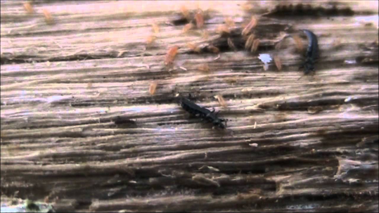 Thysanoptera - Thrips larvae - Fransenflügler Larven - YouTube