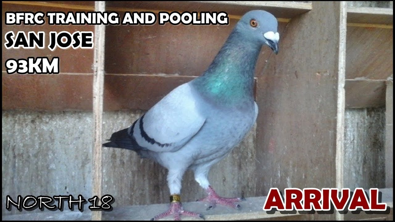 BFRC TRAINING AND POOLING 93 KM SAN JOSE RACING PIGEON - YouTube