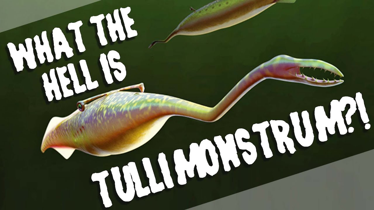 What the Hell is Tullimonstrum?! - YouTube