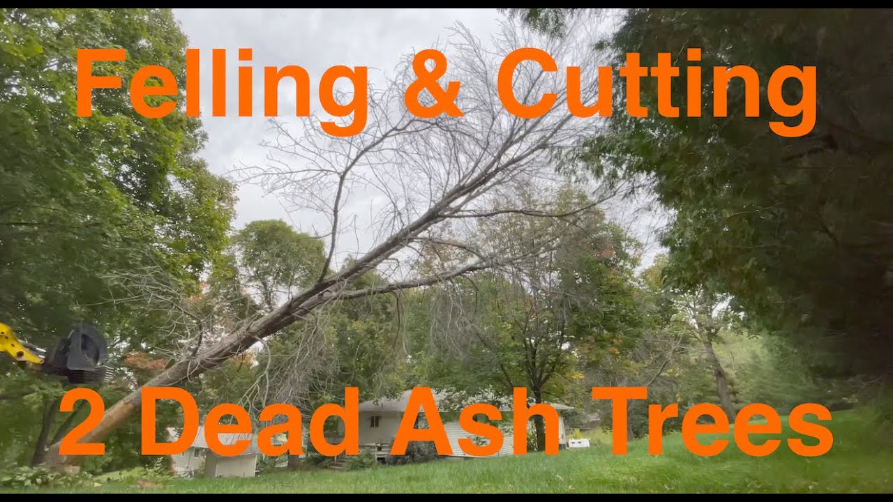 Felling & Cutting Up 2 Dead Ash Trees For A Customer - YouTube