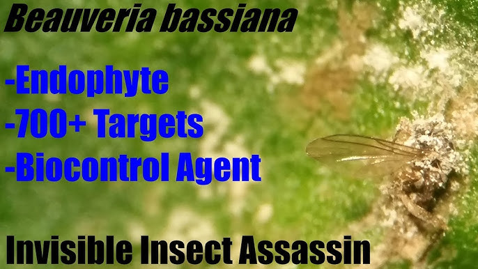 Entomopathogenic Fungi Beauveria Bassiana Outlet Here Th