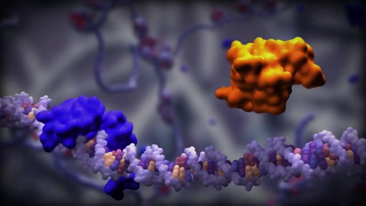 DNA Binding Protein Ikaros Isoform 16 - YouTube