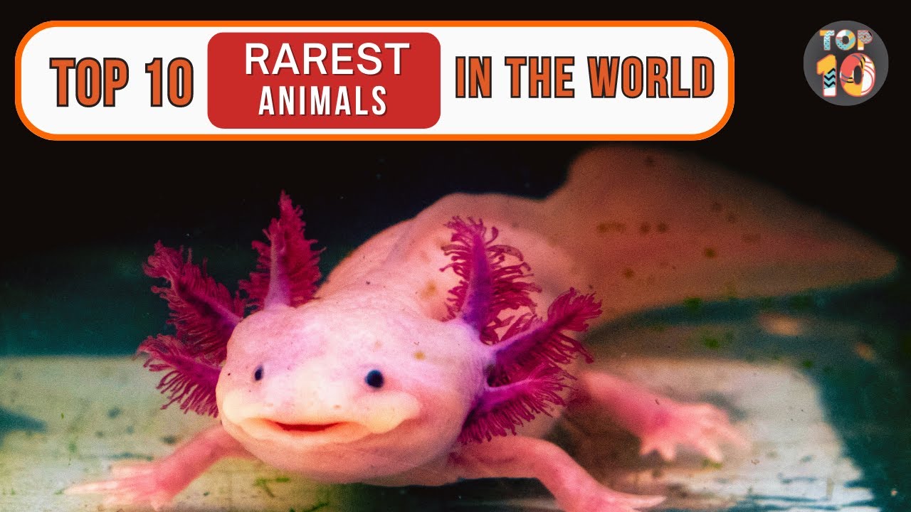 Top 10 Rarest/Exotic Animals in the World - YouTube