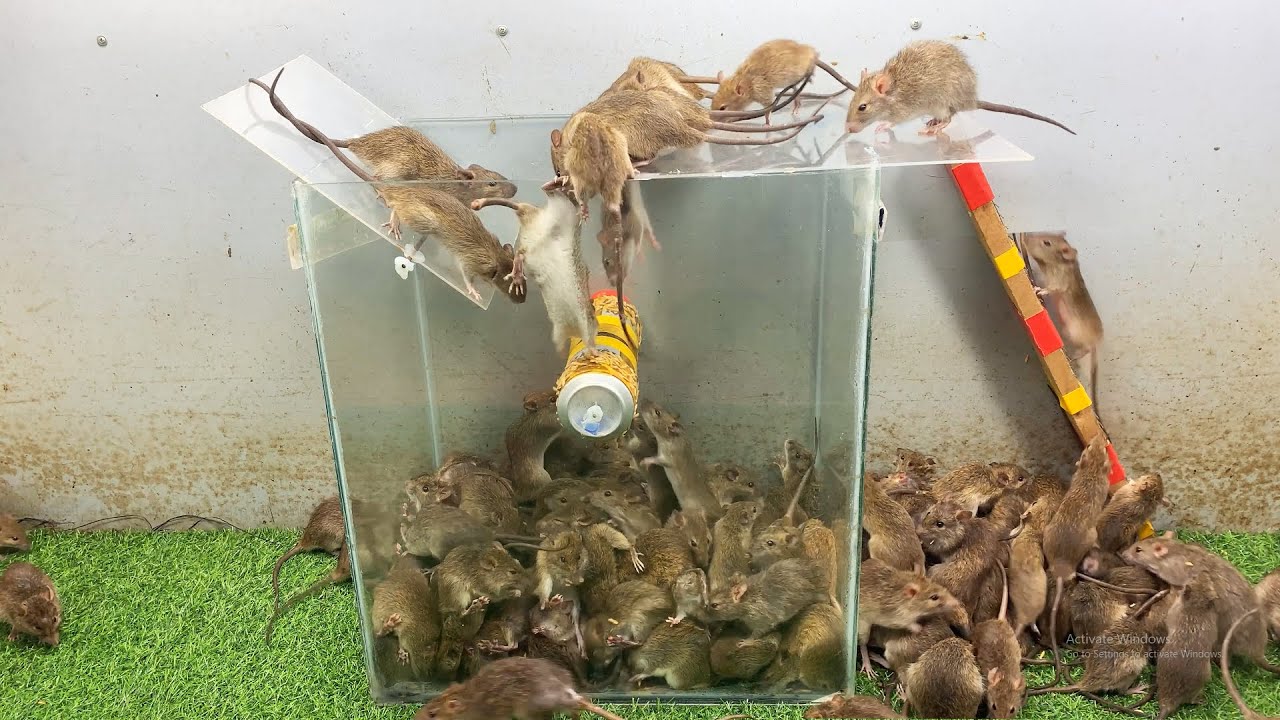 best mousetrap in the world / mousetrap with spinning tube / Safe and ...