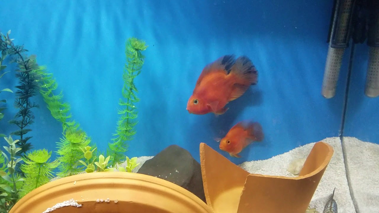 Blood parrot cichlid pair, zebra parrot cichlid pair and pearlscale ...