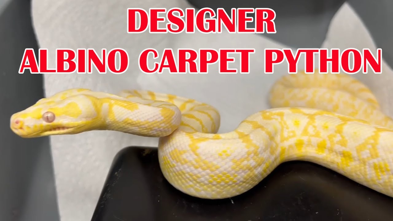 CARPET PYTHON & LABYRINTH BOA HOLDBACKS! - YouTube