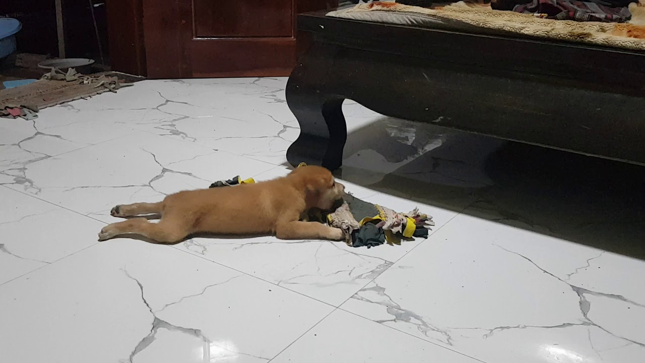 Funny dog bite,puppy want to bite - YouTube