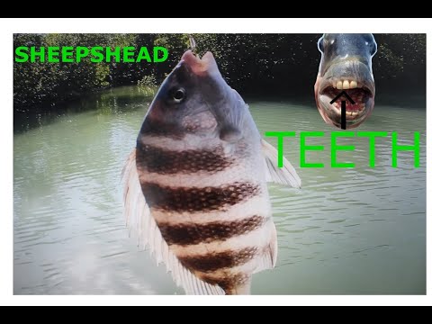 Backwater fishing in Florida - YouTube