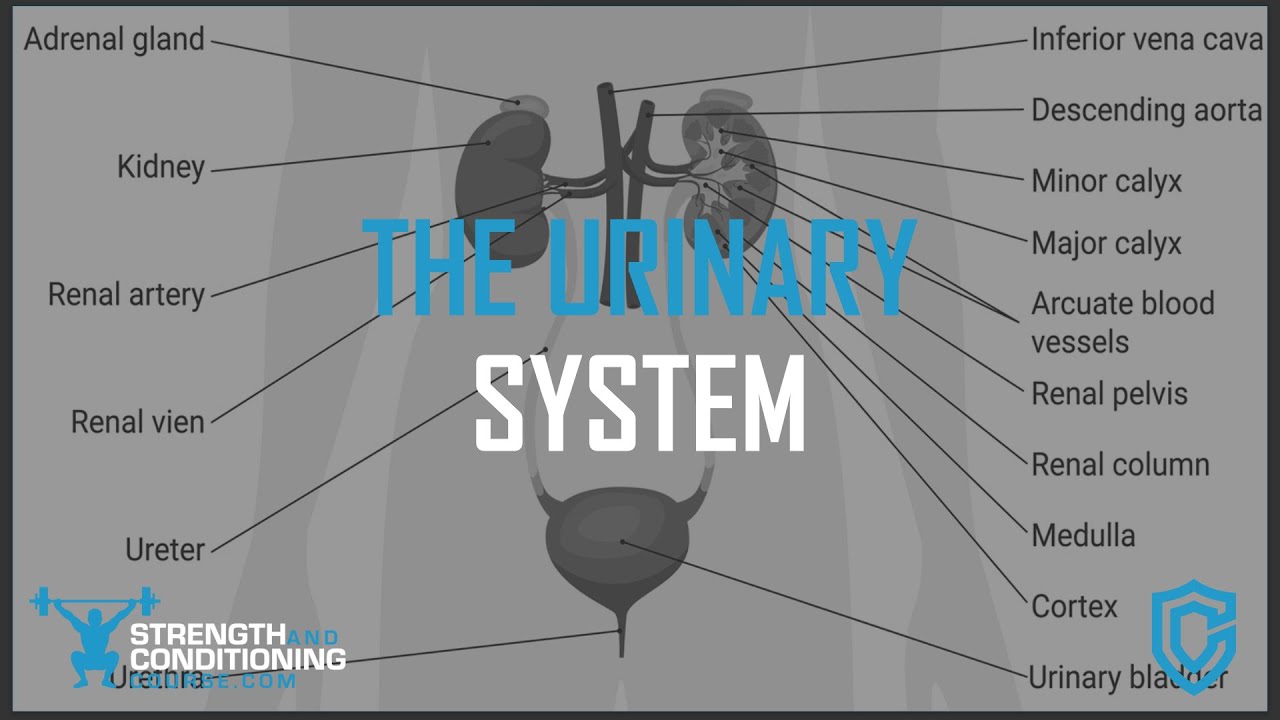 HUMAN BODY SYSTEM | THE URINARY SYSTEM - YouTube