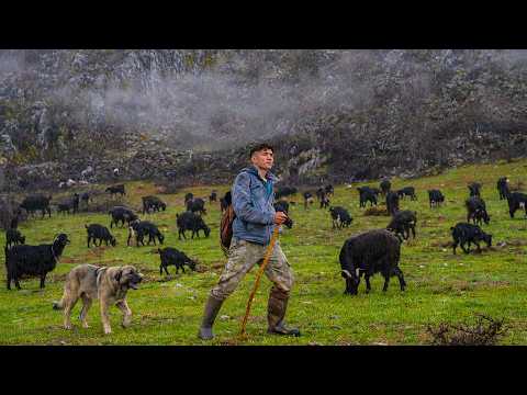 Türk Çobanın Dağlara Yolculuğu- Bir Günde Dört Mevsim | Belgesel