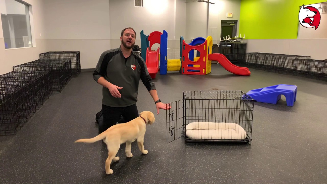 Puppy Class Lesson: Kennel Training to Sit - YouTube