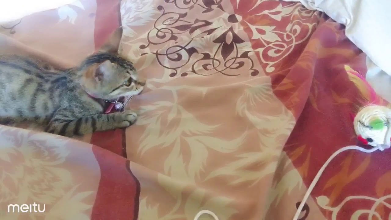 Kitty playing - YouTube