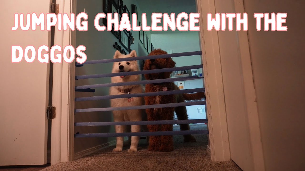 jumping challenge with the doggos! - YouTube