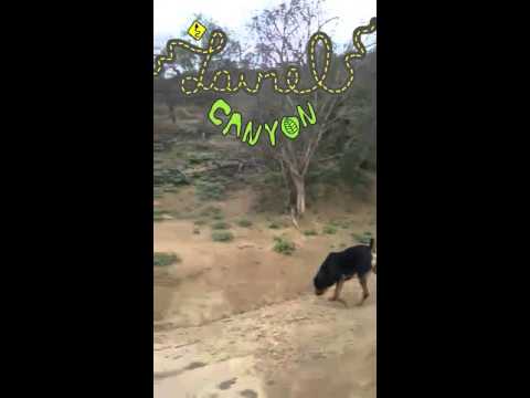 Damien the Rottweiler Snapchat Story Day II