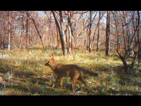 Coyote In Dallas, Texas - YouTube