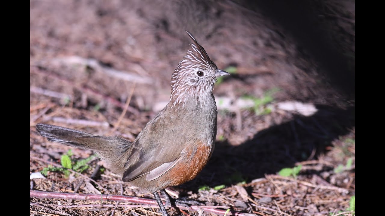 Gallito Copetón / Crested Gallito (Rhinocrypta lanceolata) - YouTube