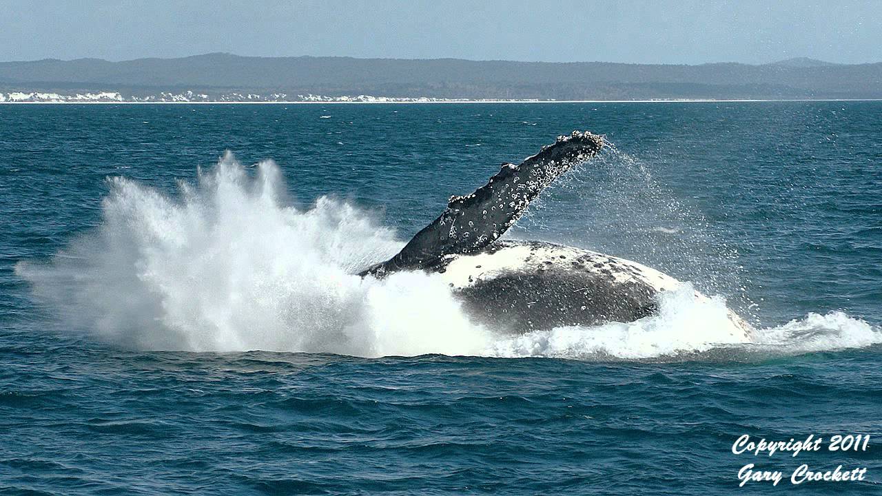 Humpback Whales Hervey Bay Breach Splash 1 - YouTube