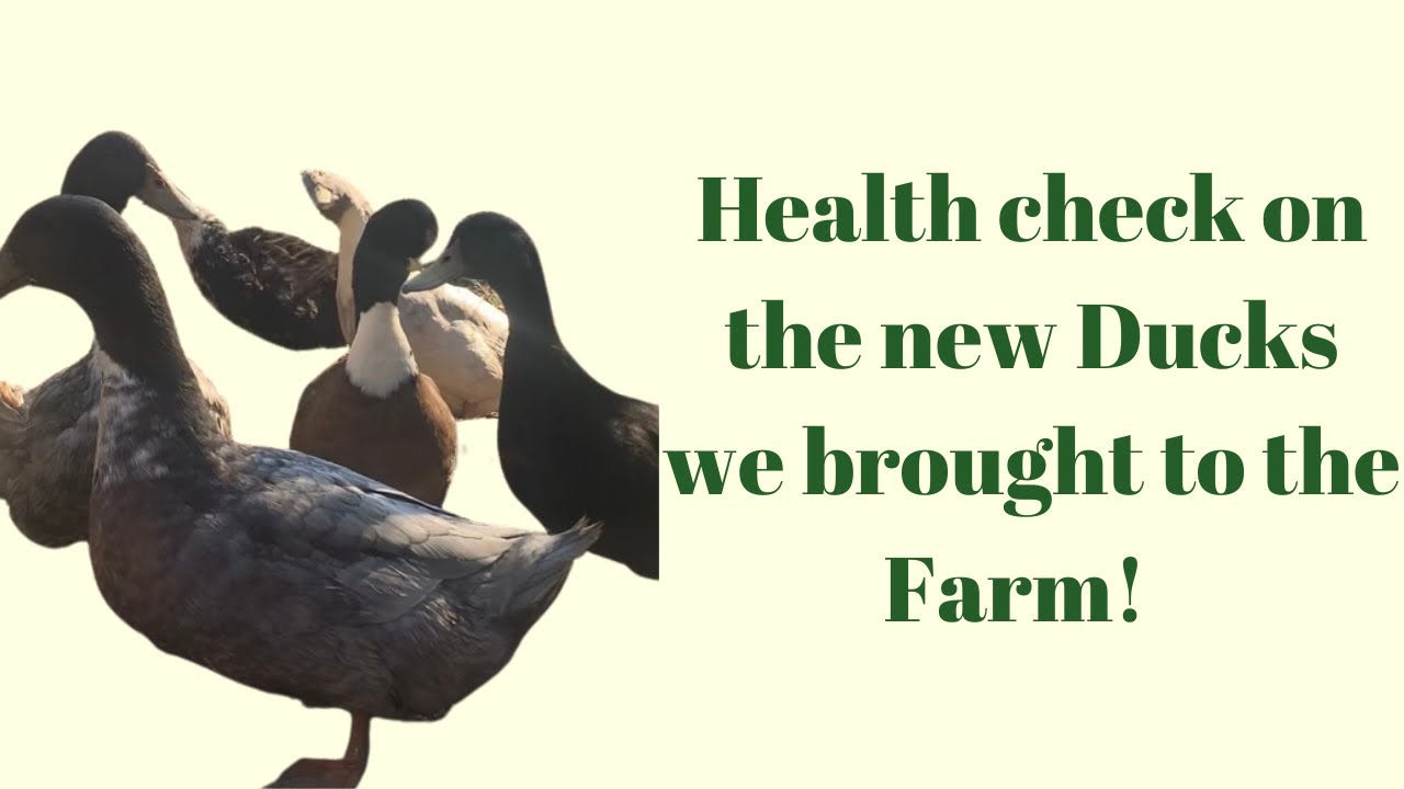 New Ducks! Health check & quarantine for adding to our flock - YouTube