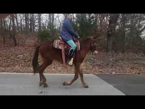 Yuma Flat Foot & Running Walk