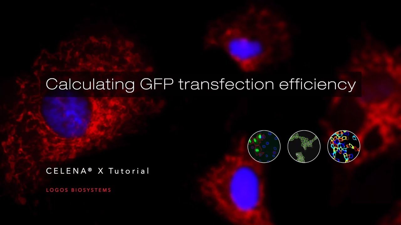 Calculating GFP transfection efficiency - YouTube