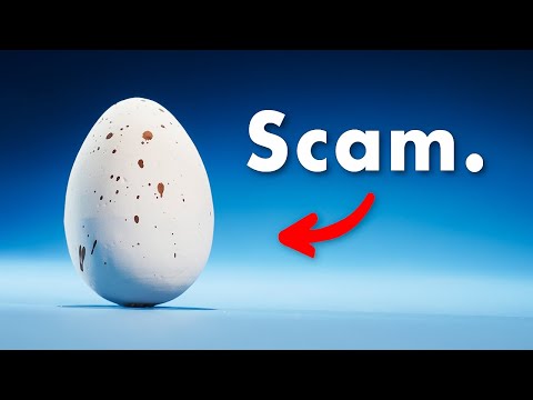 Why Do Eggs Of Birds And Insects Have Shells