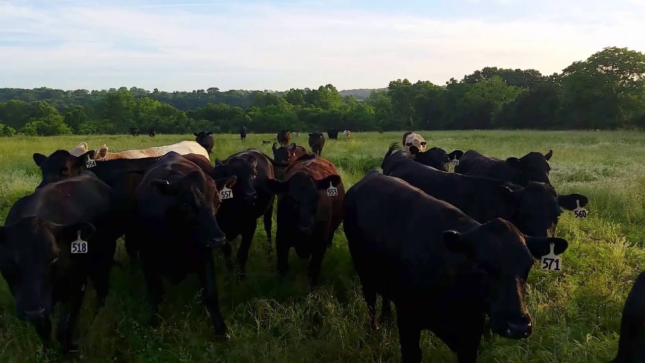 Angus & Charolais Cross Bred Heifers - YouTube