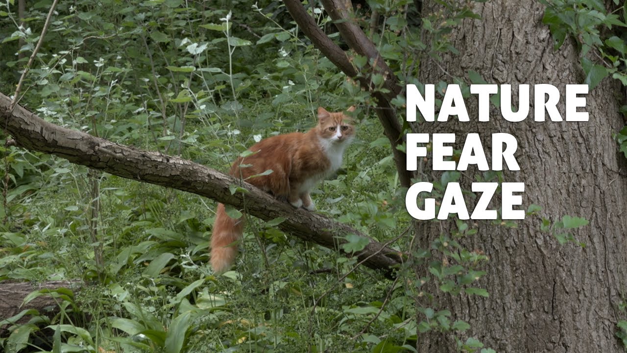 Nature, fear, gaze - YouTube
