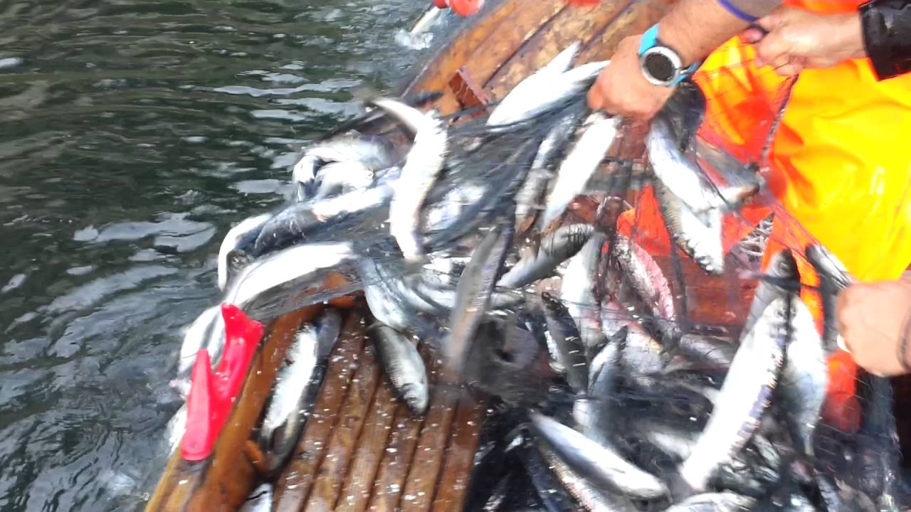 SILDEFISKE NORDLAND - YouTube