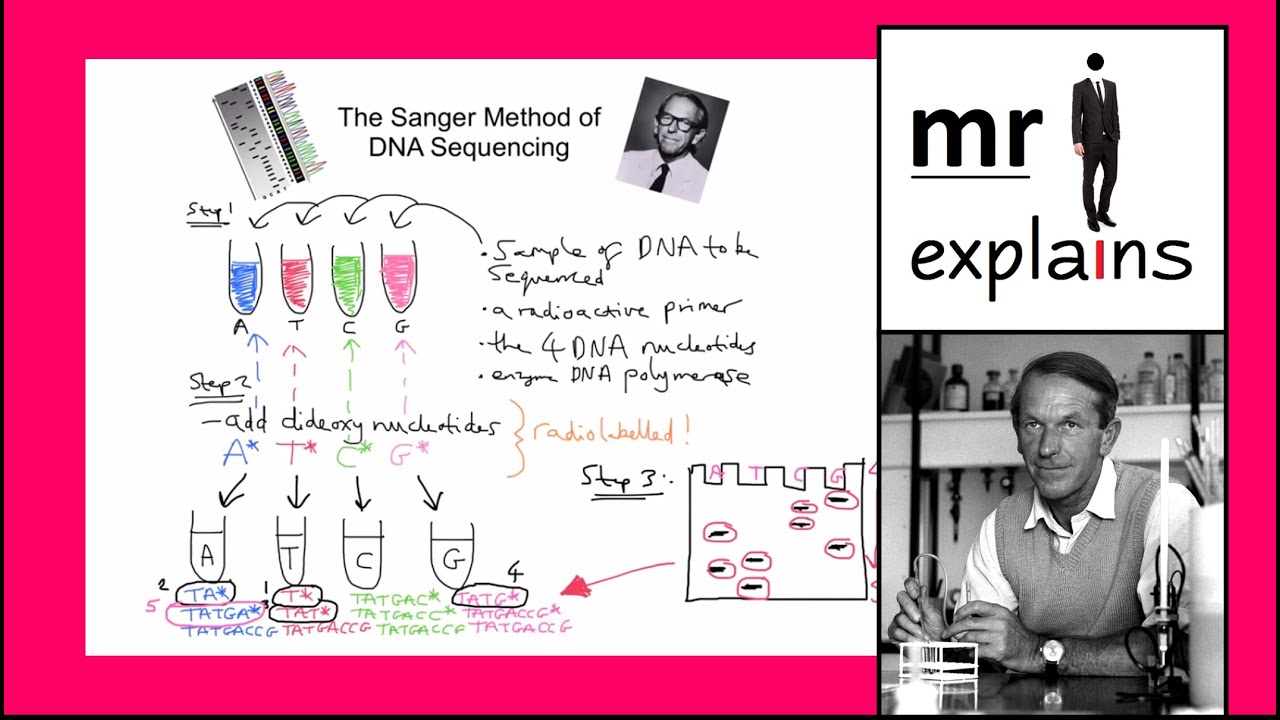 mr i explains: The Sanger Method of DNA Sequencing - YouTube