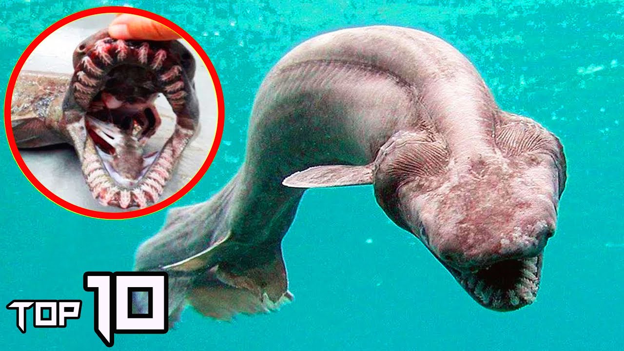 10 Most Rare Shark Species Hidden In The Ocean | Things Around - YouTube