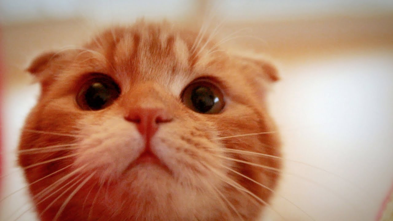 도라에몽 같기도 한 동글동글한 고양이 Cute Round face cat EP16 [Suri&Noel cat story ...