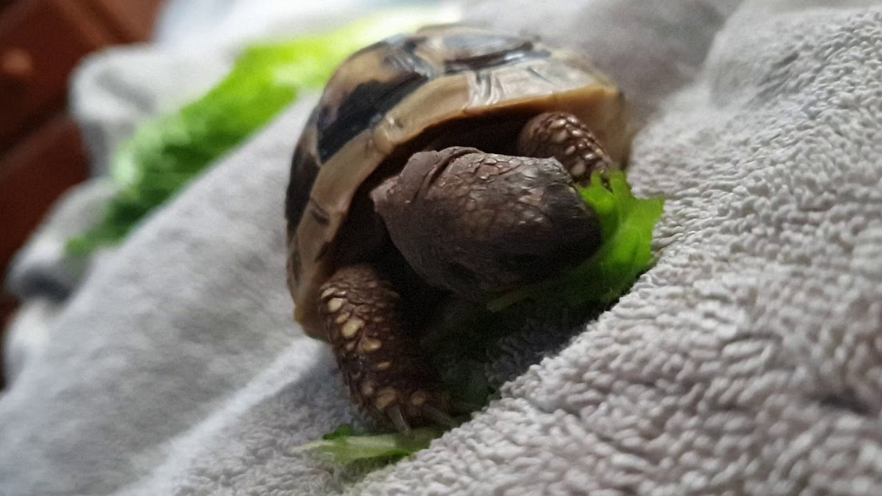 Stomp Chomping | Hermann's Tortoise Eats Lettuce - YouTube