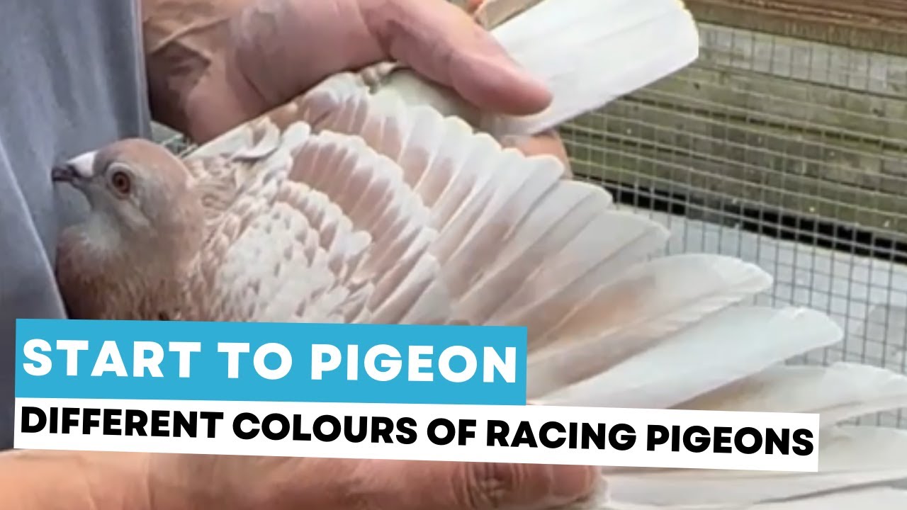 Start to pigeon #10: different colours of the racing pigeon - YouTube