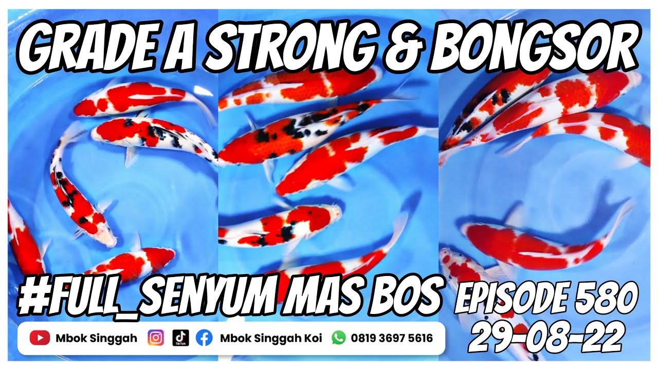 Masih Dapat Potongan, Beli Paket Grade A Strong dan Berbadan Bongsor ...