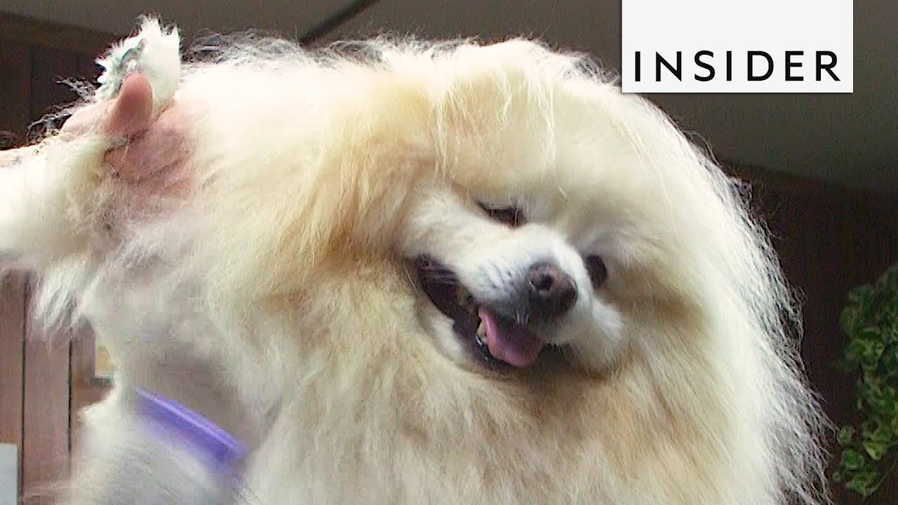 Dog Groomer Fluffs Up Pups Up With Color - YouTube