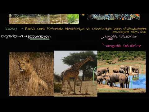 Ekoloji (Fen Bilimleri) (Biyoloji)