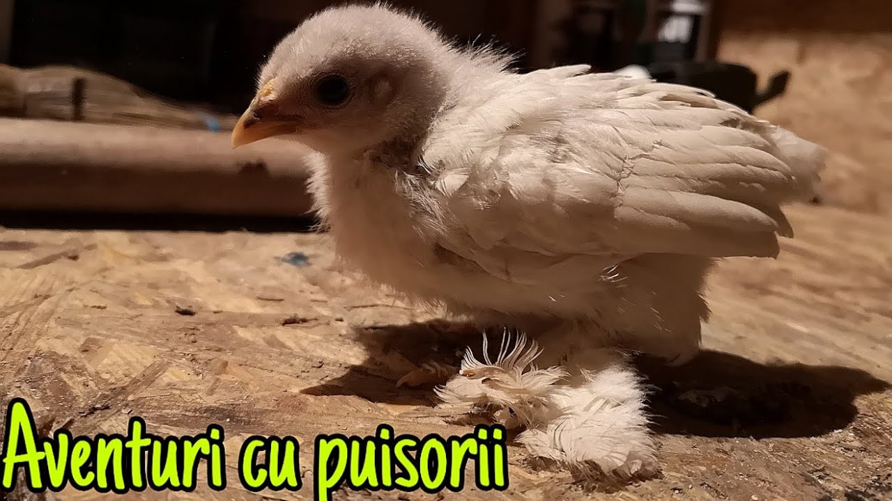 Aventuri cu puisorii S2 - ep. 1 (3 saptamani) - YouTube