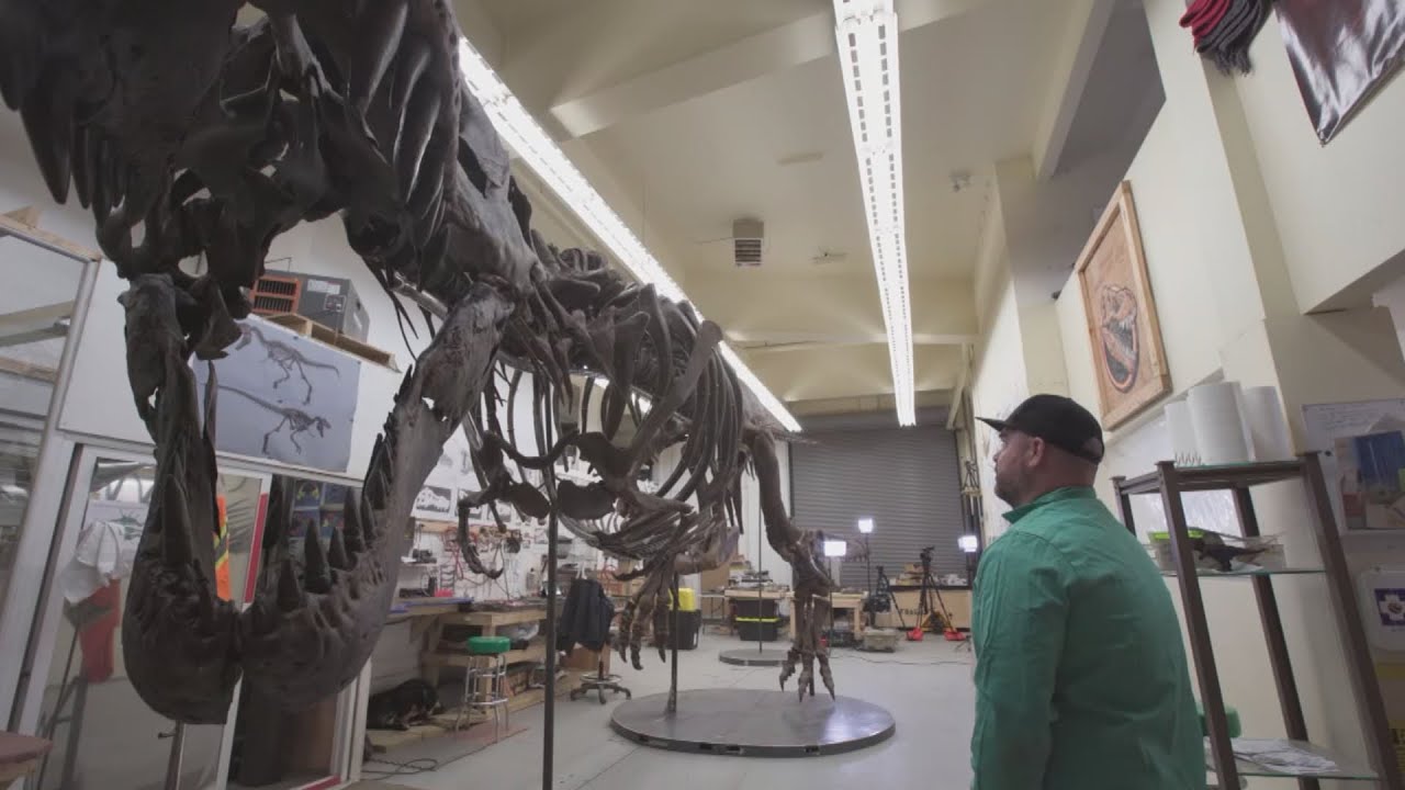 Victoria T. rex Exhibition comes to Arizona Science Center - YouTube