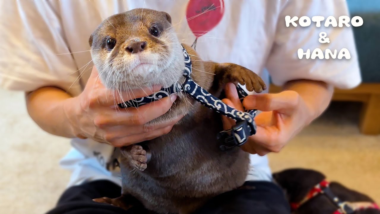 カワウソのハーネスの付け方とお散歩事情 How to Put a Harness on an Otter - YouTube