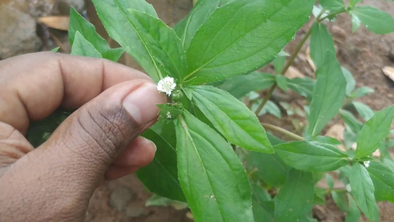 mooligai மரணத்தை தள்ளி போடும் வெள்ளை கரிசலாங்கண்ணி - YouTube